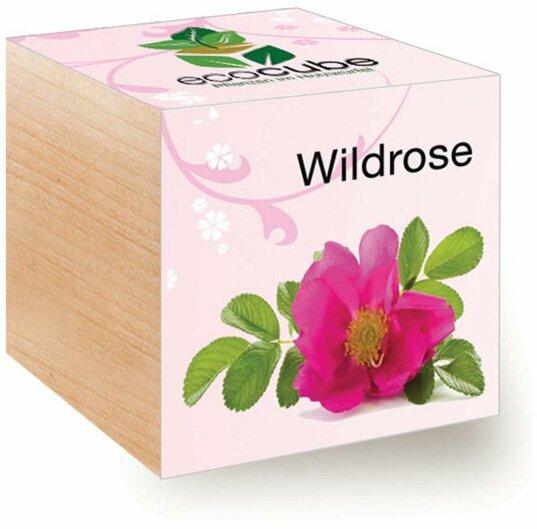 EcoCube - Blühende Wildrose für Naturliebhaber